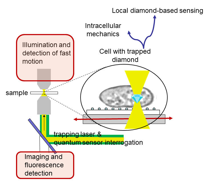 Magnetic Resonance by Optics - DTU Health Tech