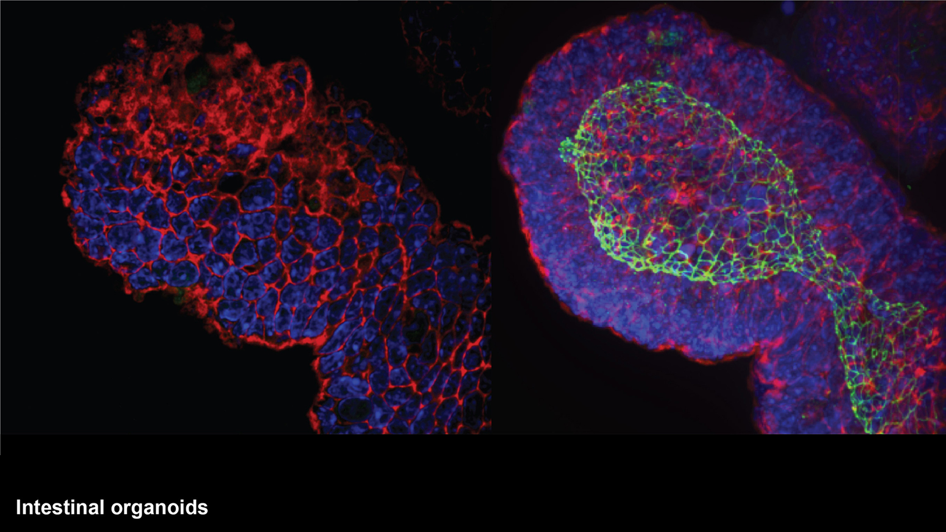 Colloids and Biological Interfaces
