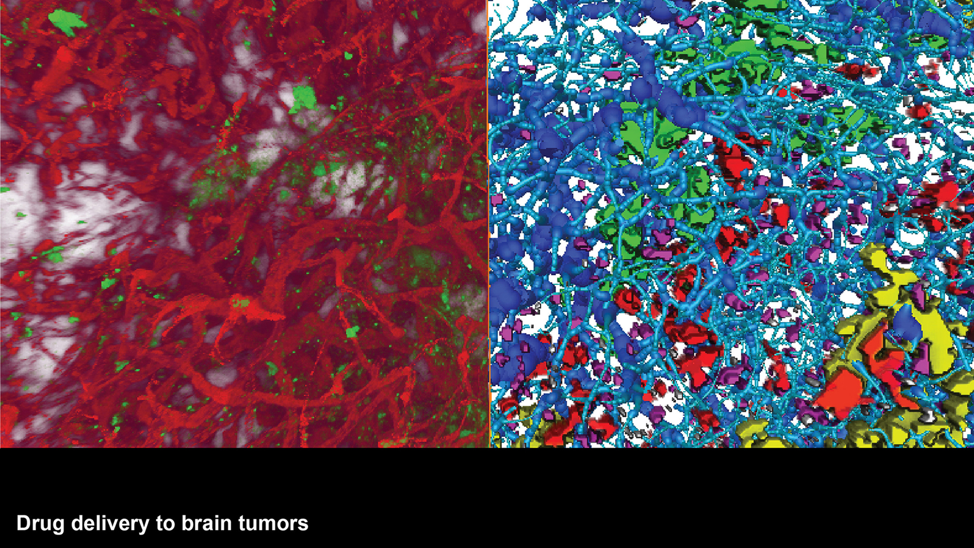 Colloids and Biological Interfaces