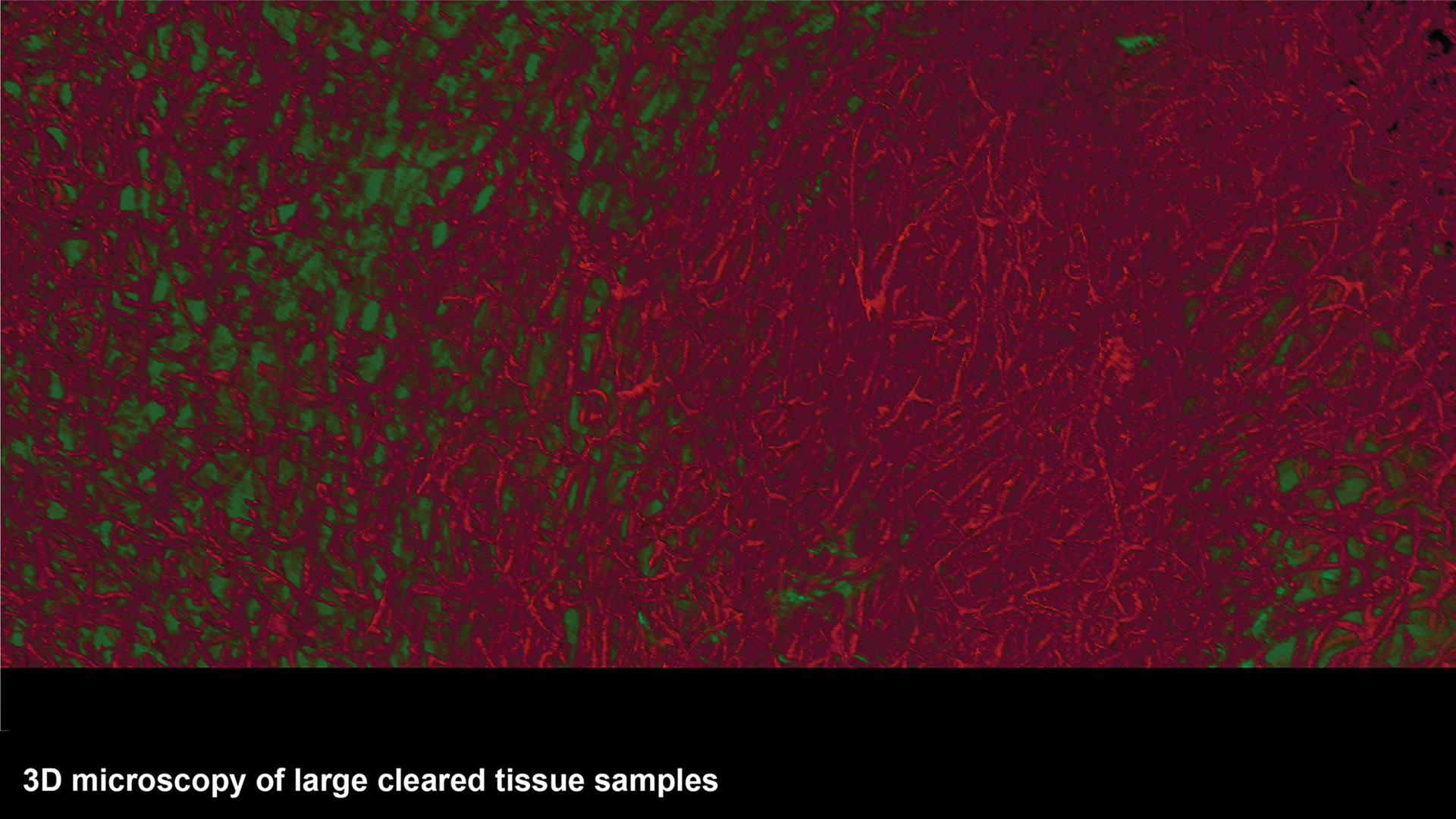 Colloids and Biological Interfaces