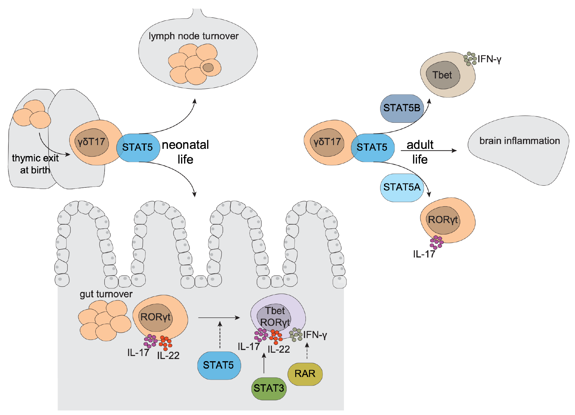 The transcriptional regulators STAT3 and STAT5 in type 3 T cell ...